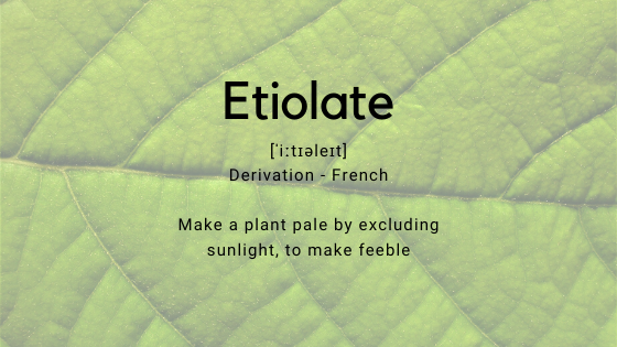That’s the Word for It: Etiolate – Booknomics